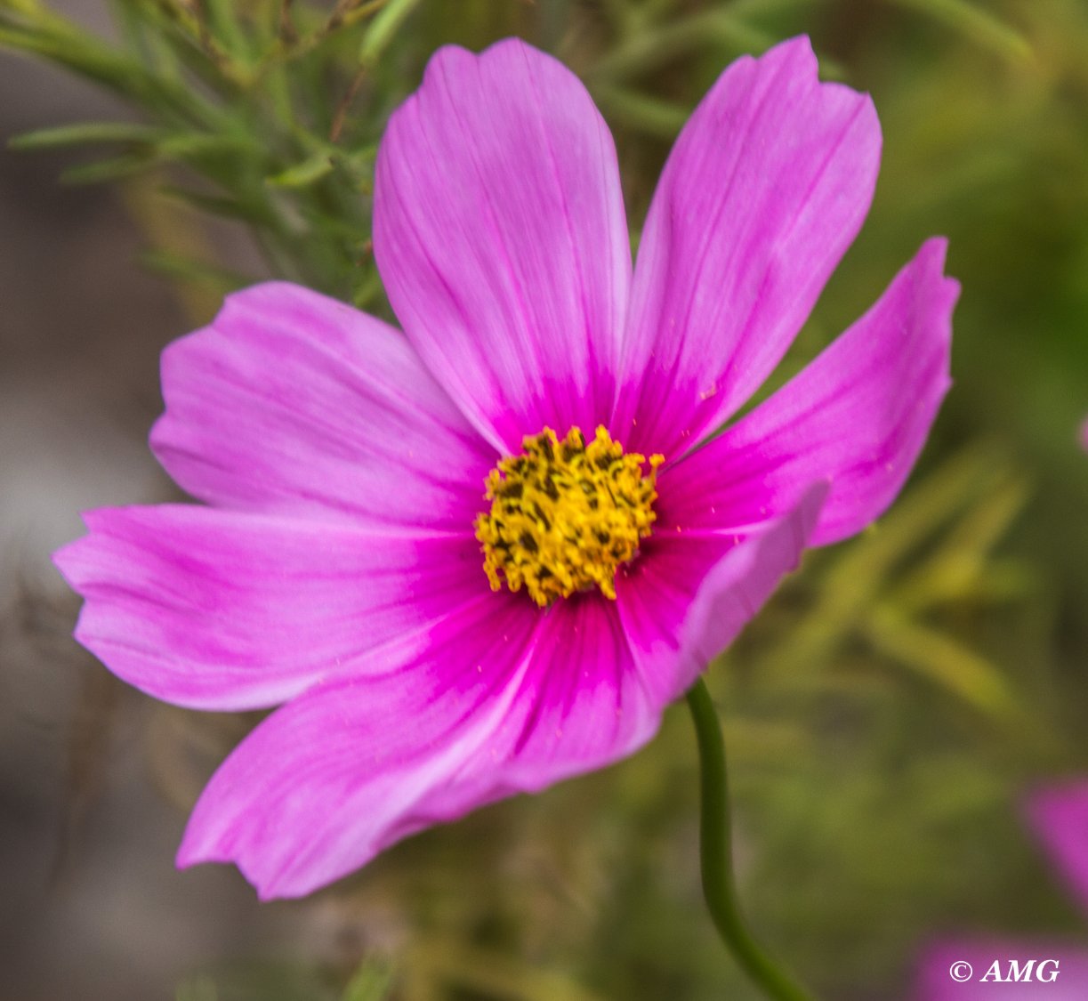 Solve Cosmos jigsaw puzzle online with 9 pieces