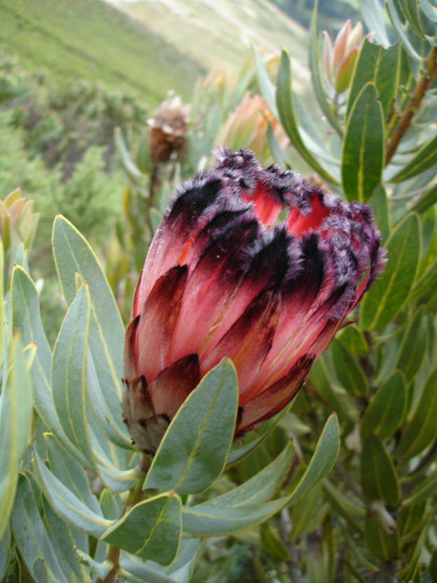 Solve Protea - one of the species, Botanic Garden Kirstenbosch, Cape ...