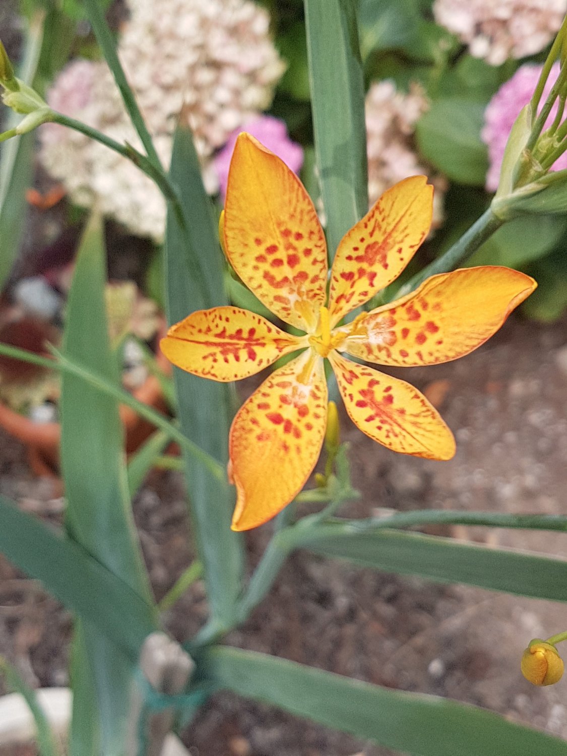 Solve Interesting petals jigsaw puzzle online with 130 pieces