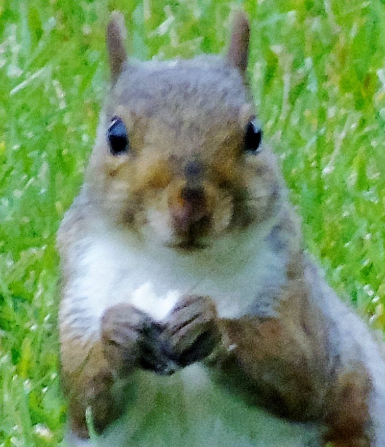 Solve EXCUSE ME BUT DO YOU HAVE ANY NUTS TO SPARE FOR A STARVING ...