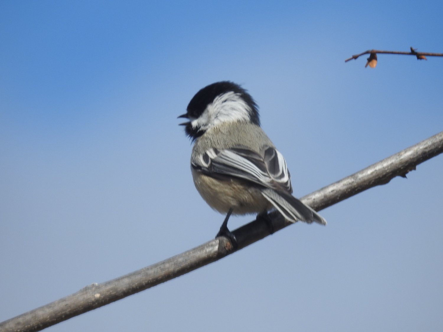 Solve Chickadee... jigsaw puzzle online with 12 pieces