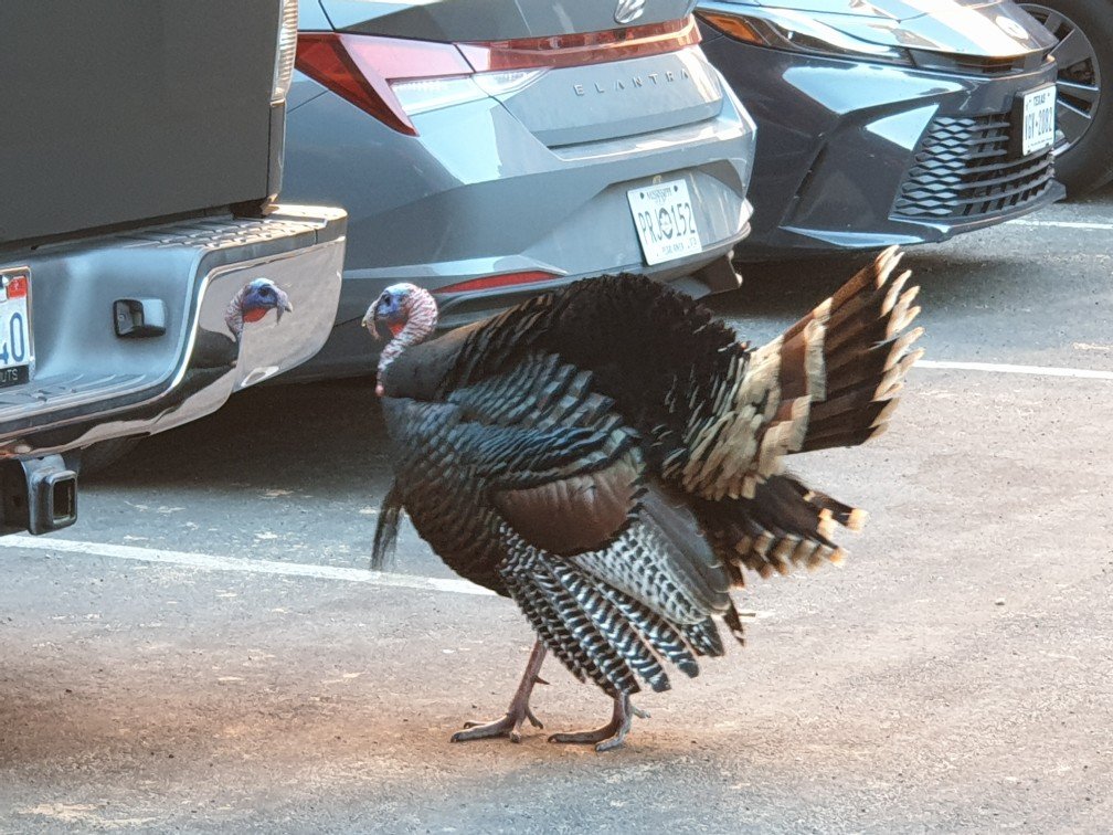 Solve WILD TURKEY jigsaw puzzle online with 30 pieces