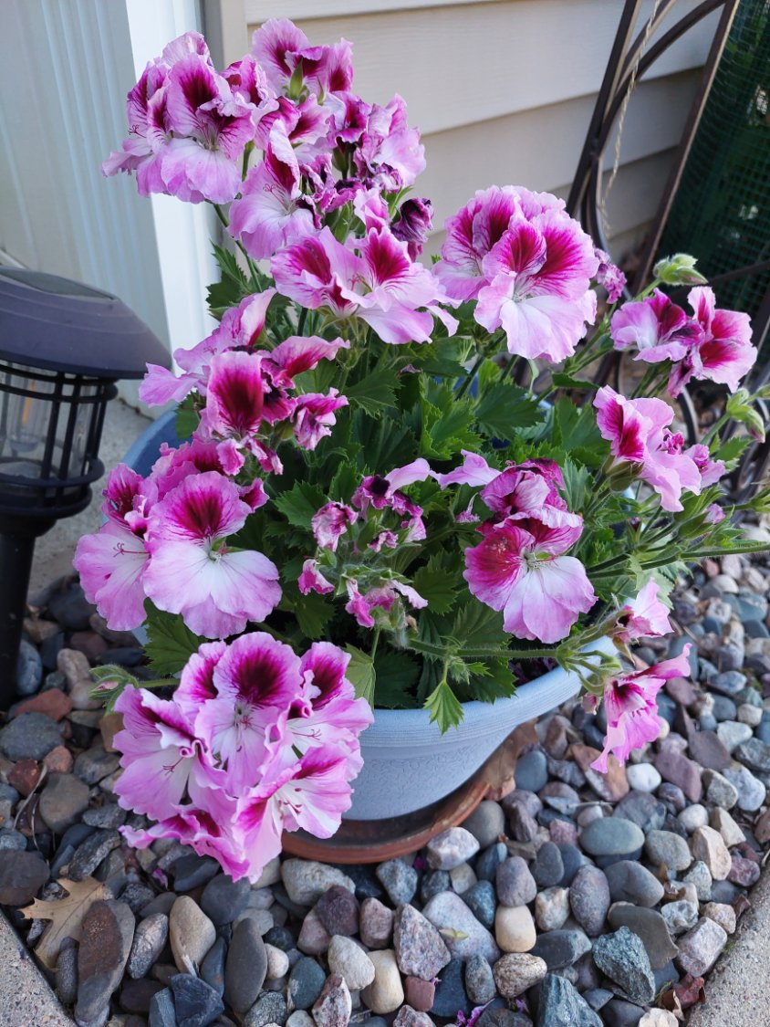 Solve Martha Washington geranium jigsaw puzzle online with 12 pieces