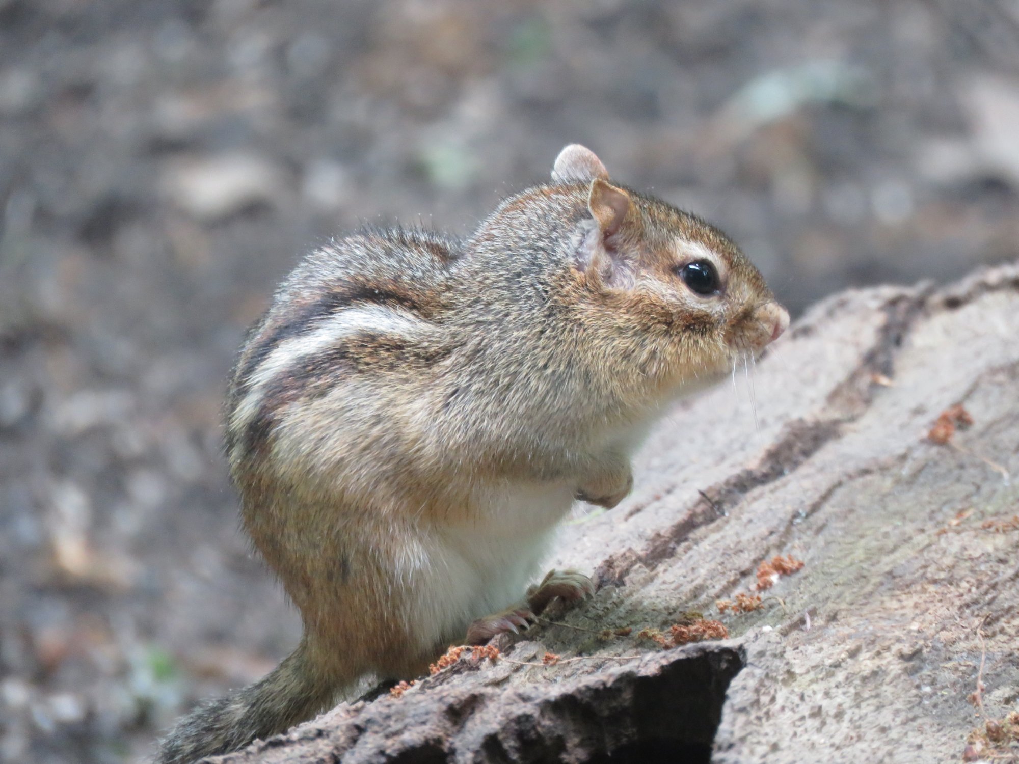 Solve A Chipmunk at Brecksville Reservation jigsaw puzzle online with ...