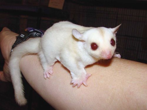 Solve *WARNING* CUTE-O-METER OVERLOAD!! DON'T SHOW THIS TO YOUR KIDS ...