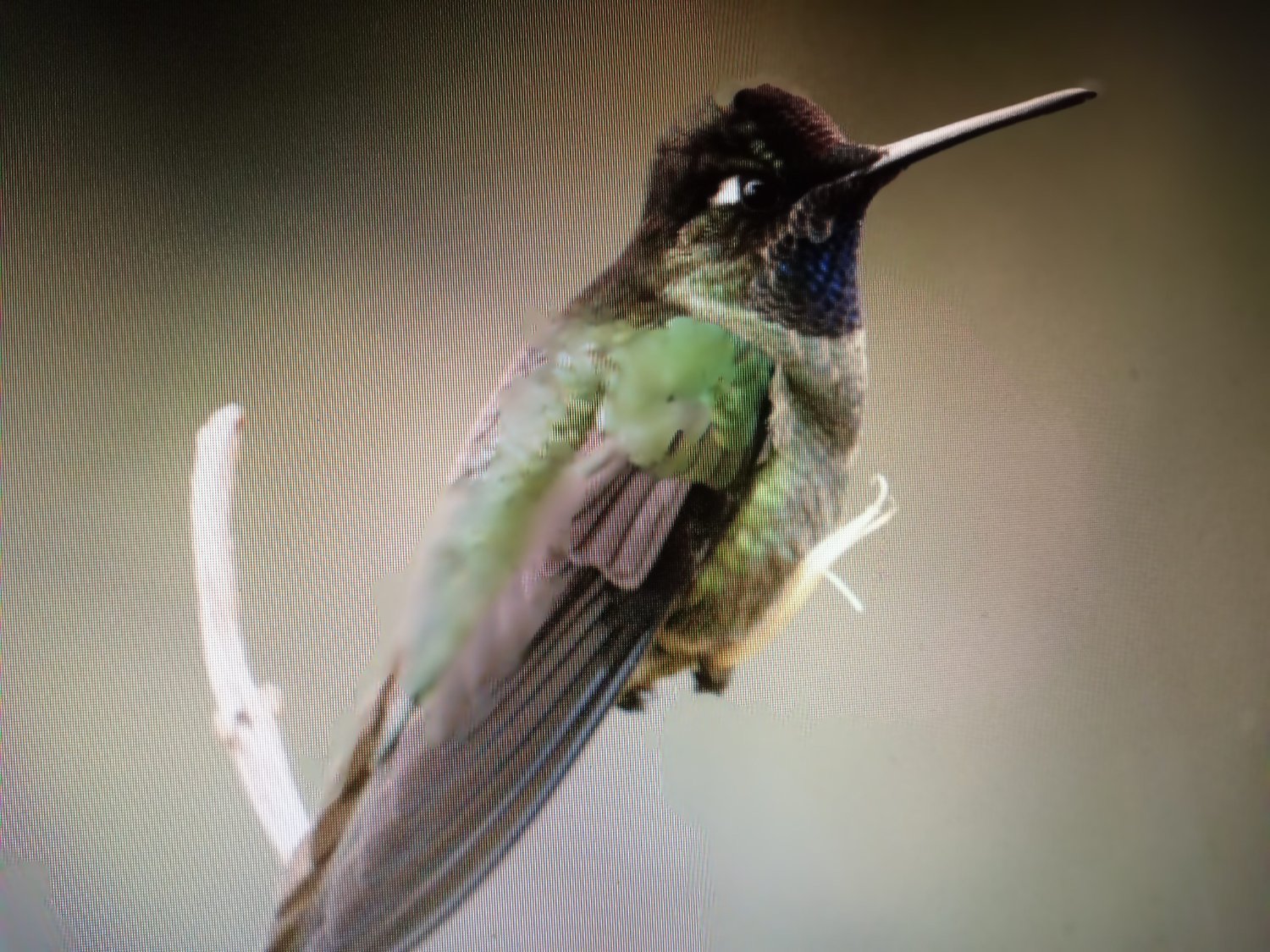 Solve Magnificent Hummingbird jigsaw puzzle online with 20 pieces