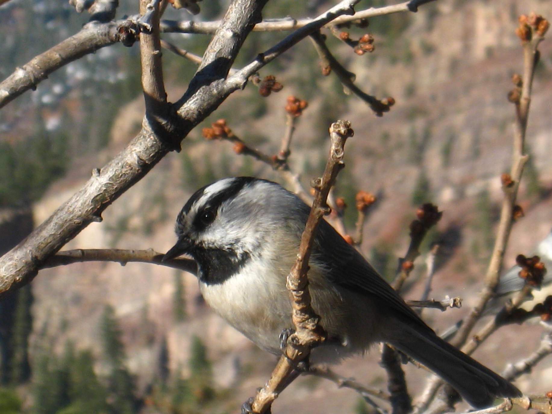 Solve Mountain Chickadee jigsaw puzzle online with 165 pieces