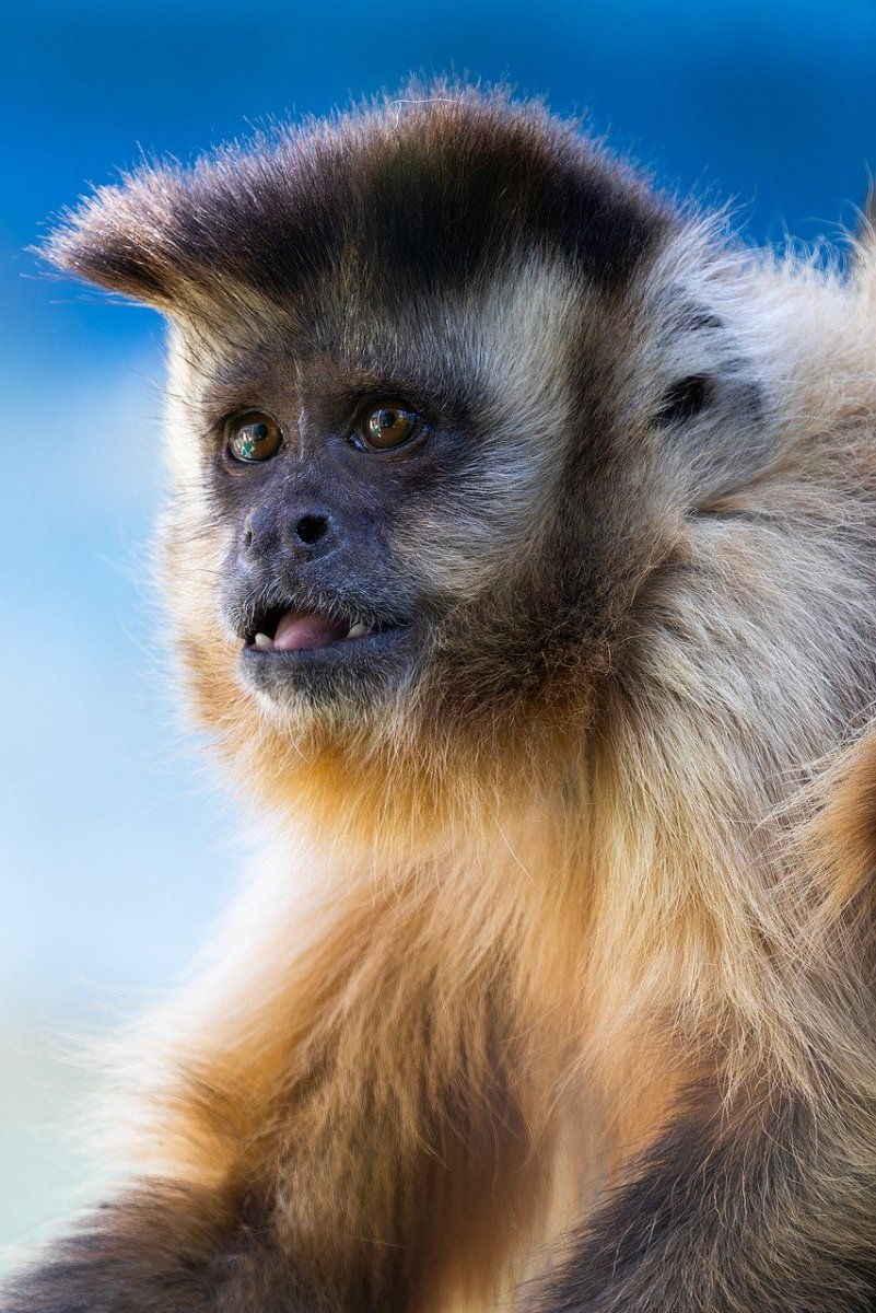 Solve Capuchin Monkey... jigsaw puzzle online with 24 pieces