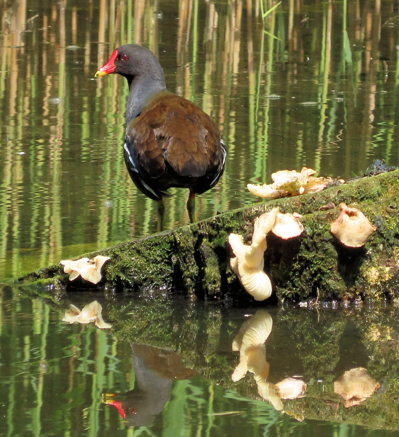 Solve moorhen (waterhoentje) jigsaw puzzle online with 56 pieces