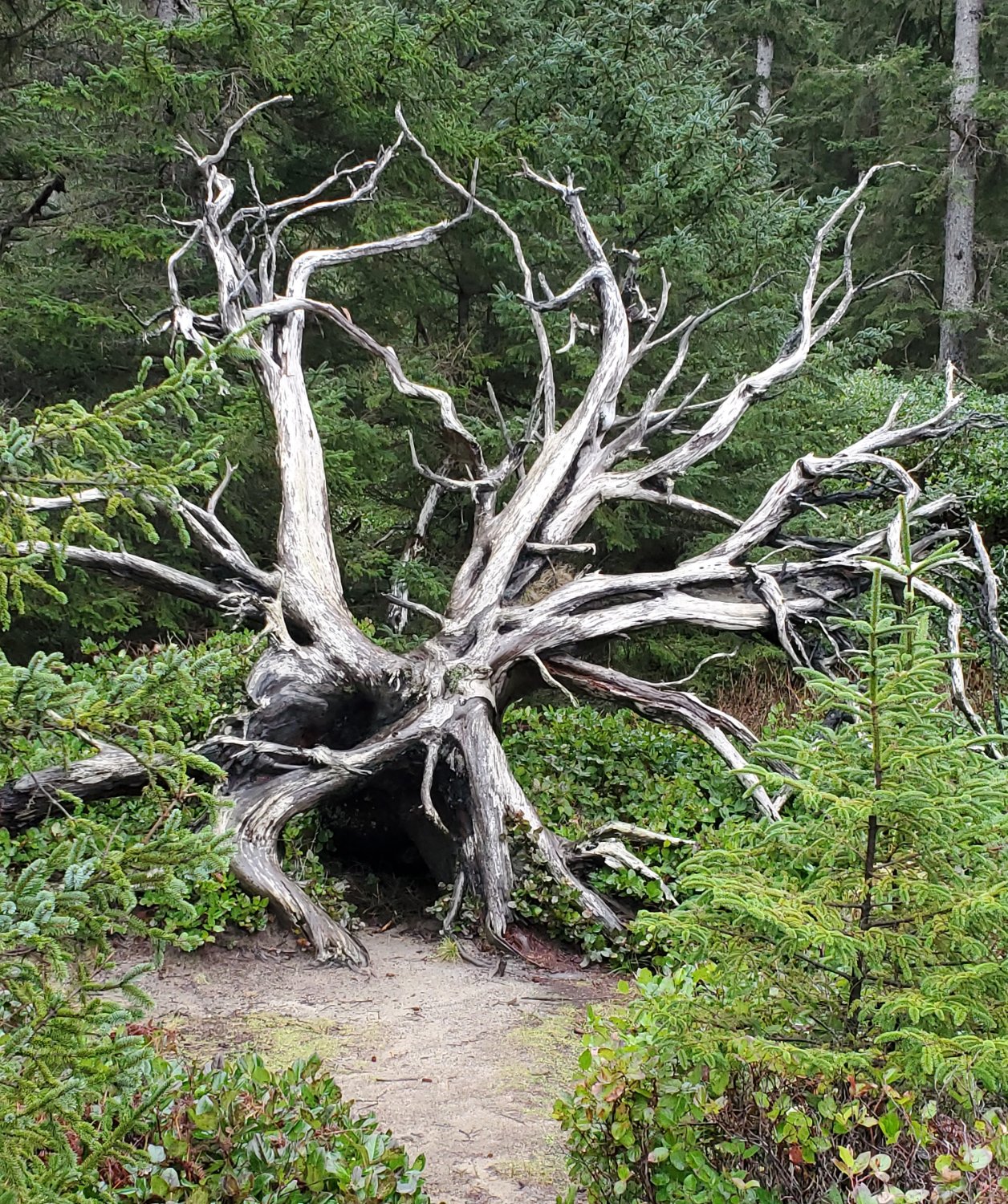 Solve Getting to the Root of it All (resize 12-598) jigsaw puzzle ...