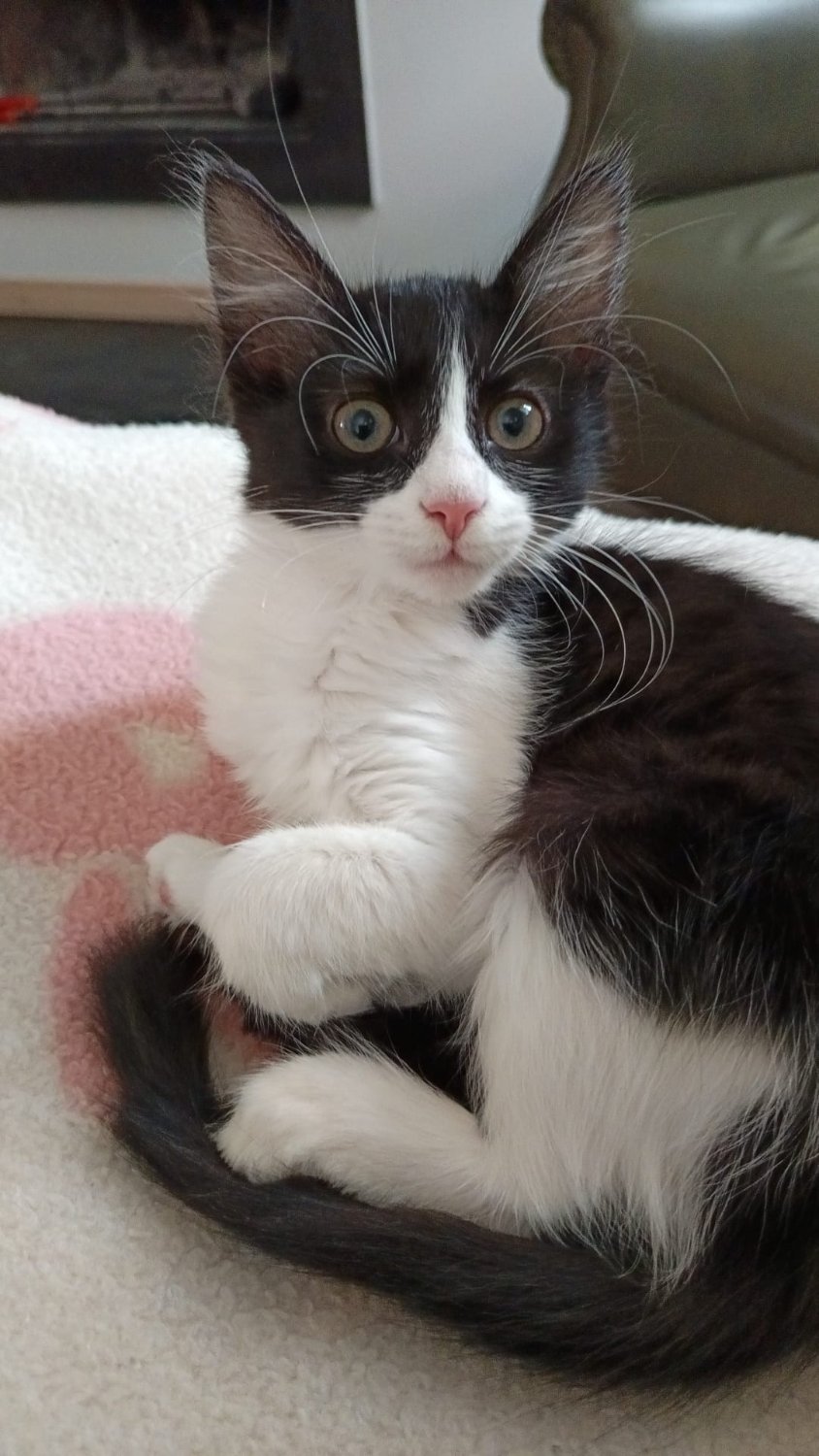 Jigsaw Puzzle | 112 pieces | Ella 2 | Jigidi