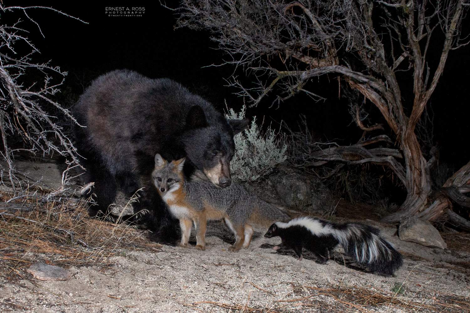 Solve Bear Fox Skunk size comparison. (Photoshopped) jigsaw puzzle ...