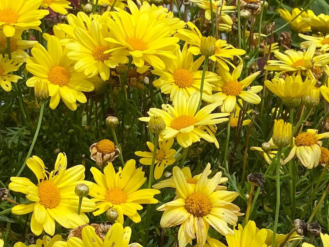 Solve Daisy Challenge jigsaw puzzle online with 99 pieces