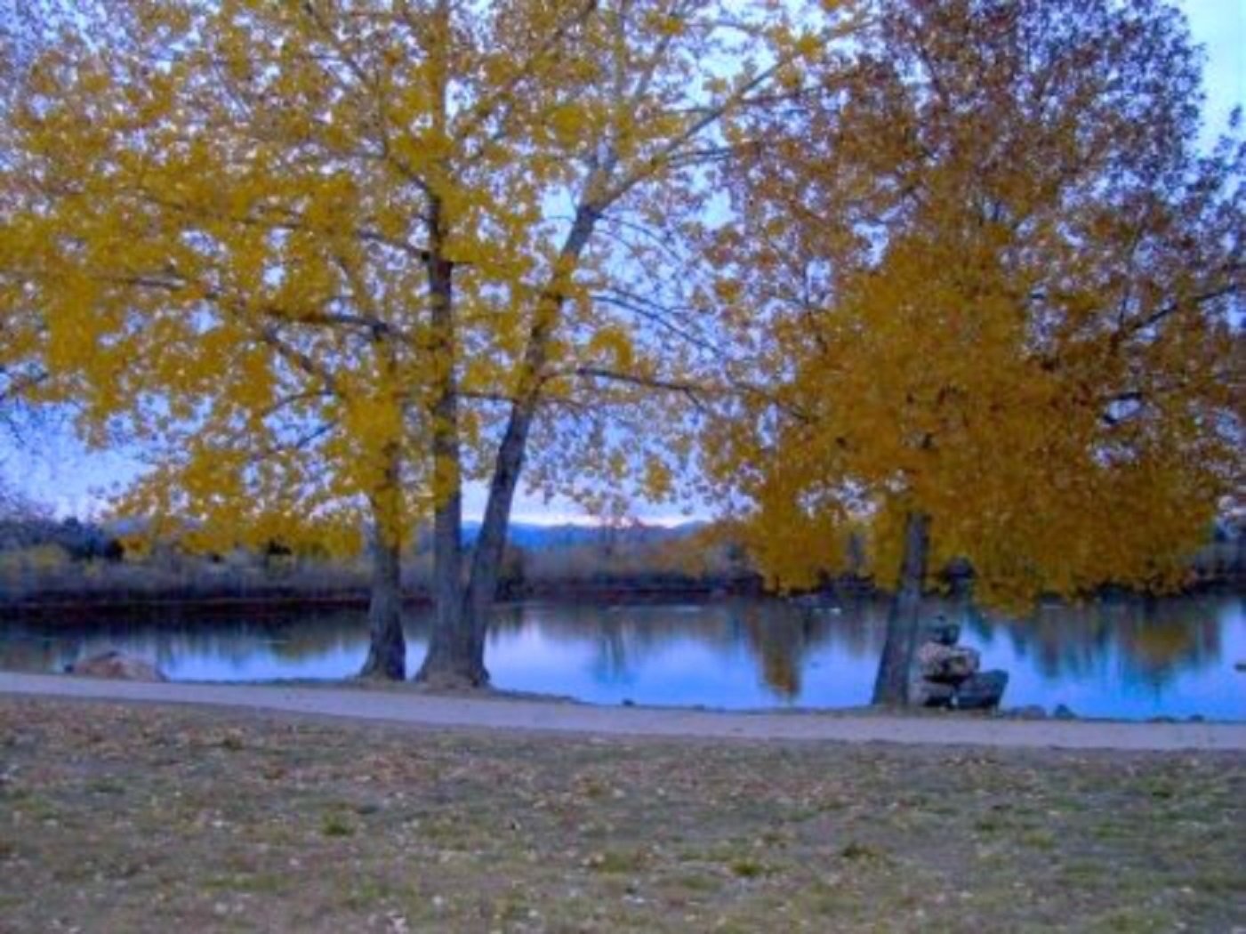 Solve Colorado Trees jigsaw puzzle online with 63 pieces