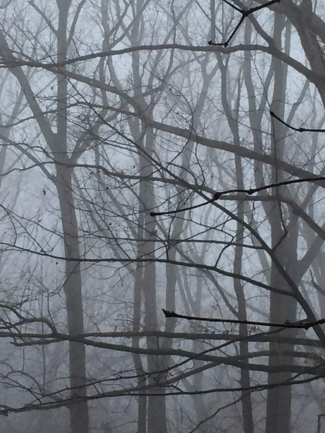 Solve Branches in fog--more challenging jigsaw puzzle online with 475 ...