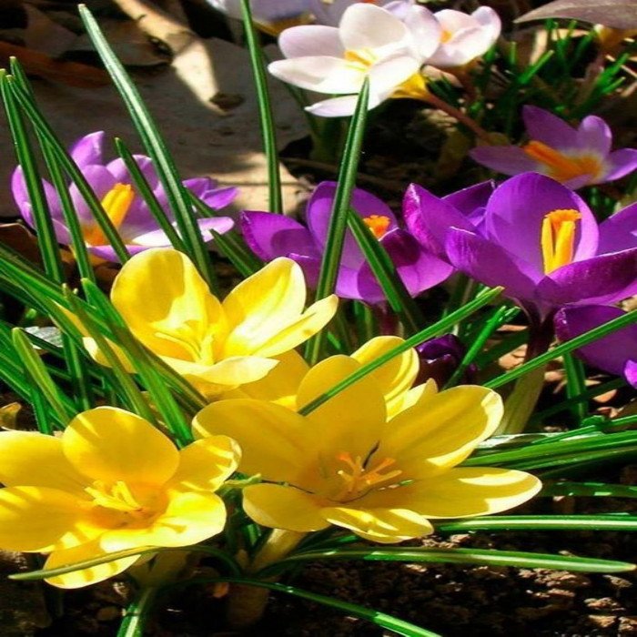 Solve First Gift of Spring jigsaw puzzle online with 25 pieces