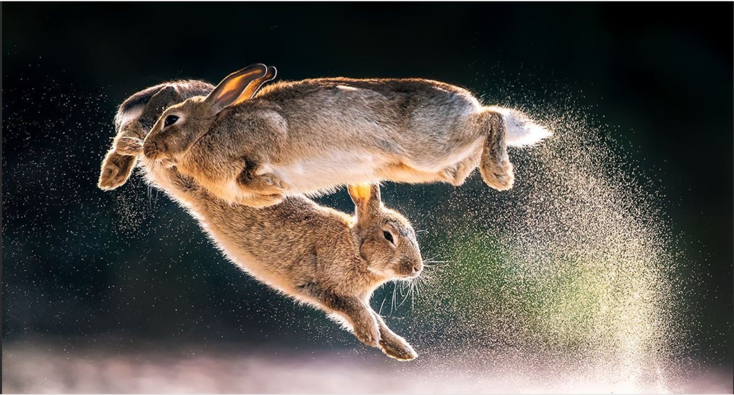 Solve Rabbits Hopping In The Snow... Best Nature Photographer of Year ...