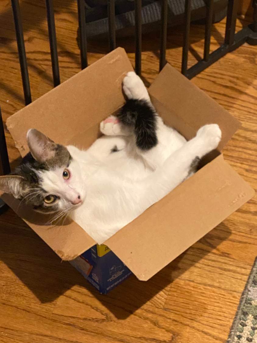 Solve Cat Box jigsaw puzzle online with 63 pieces