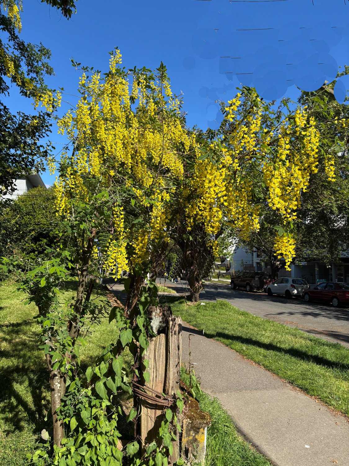 Solve The beautiful laburnum bush is quite common in Vancouver Island ...