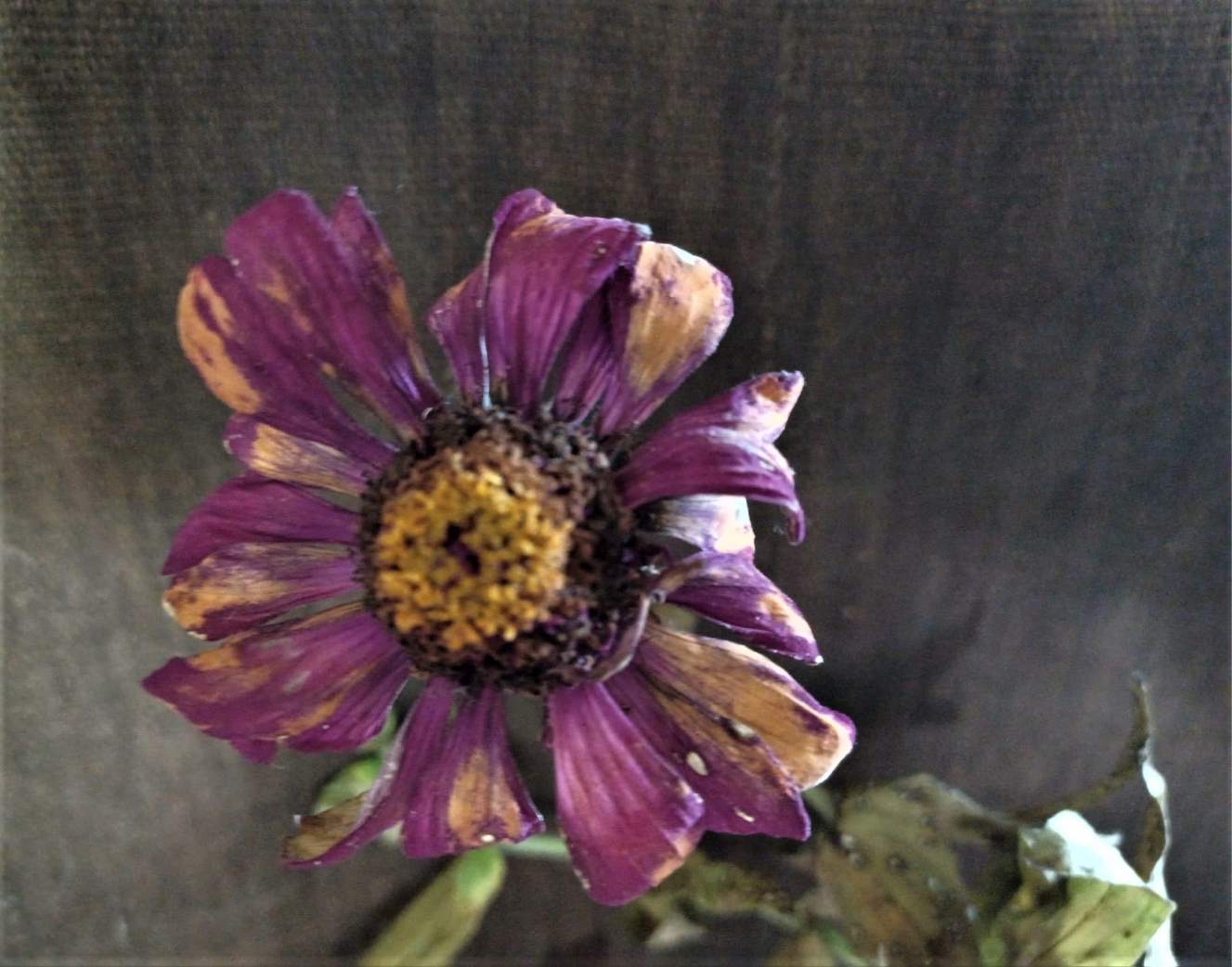 Solve About to toss this wilting Zinnia out, when I saw the beauty of ...