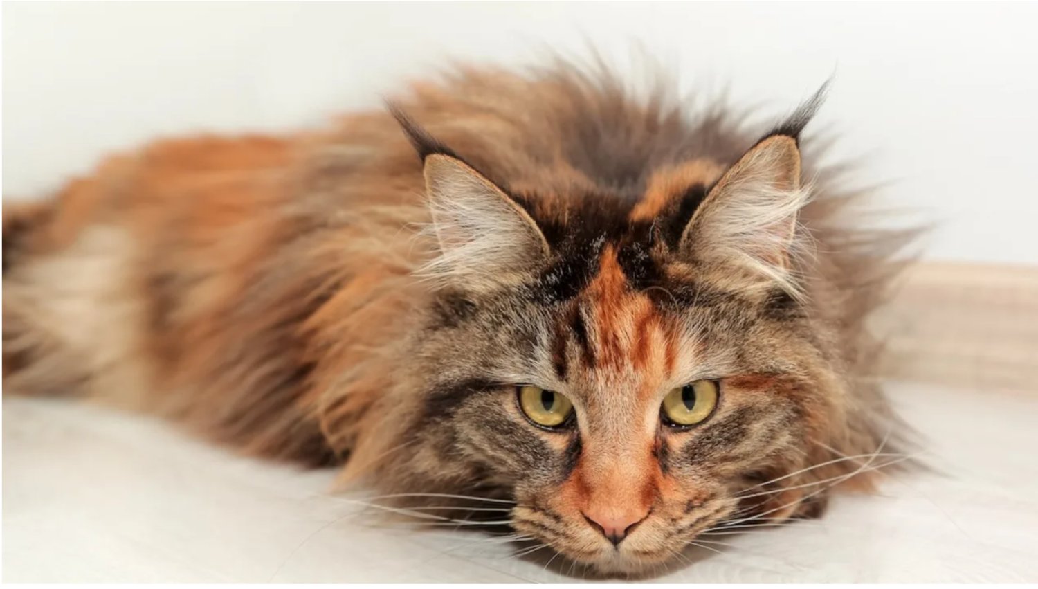 Solve Tortie Maine Coon Cat Gives Birth to the Cutest Little Mini-Me ...