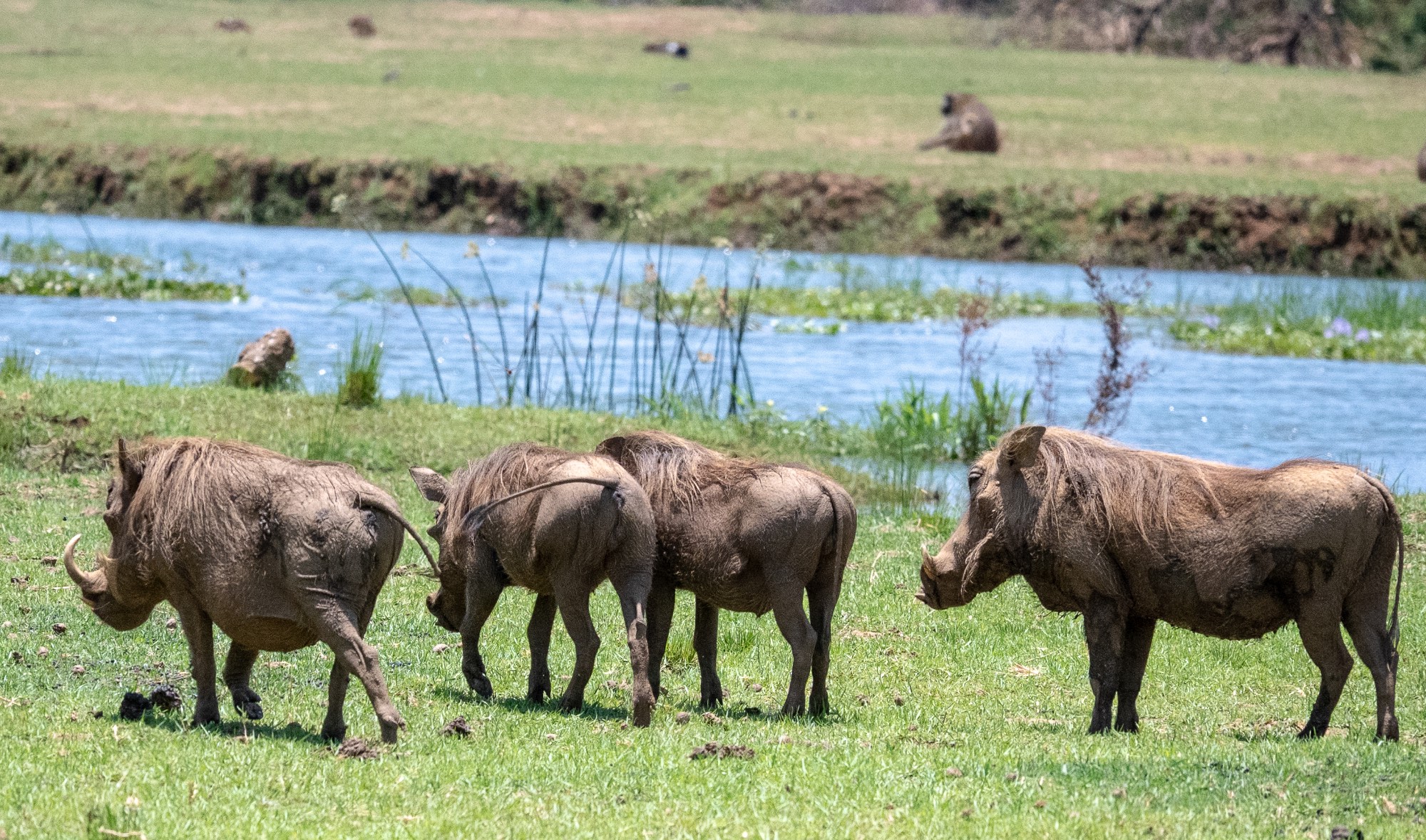 Solve Warthogs jigsaw puzzle online with 112 pieces