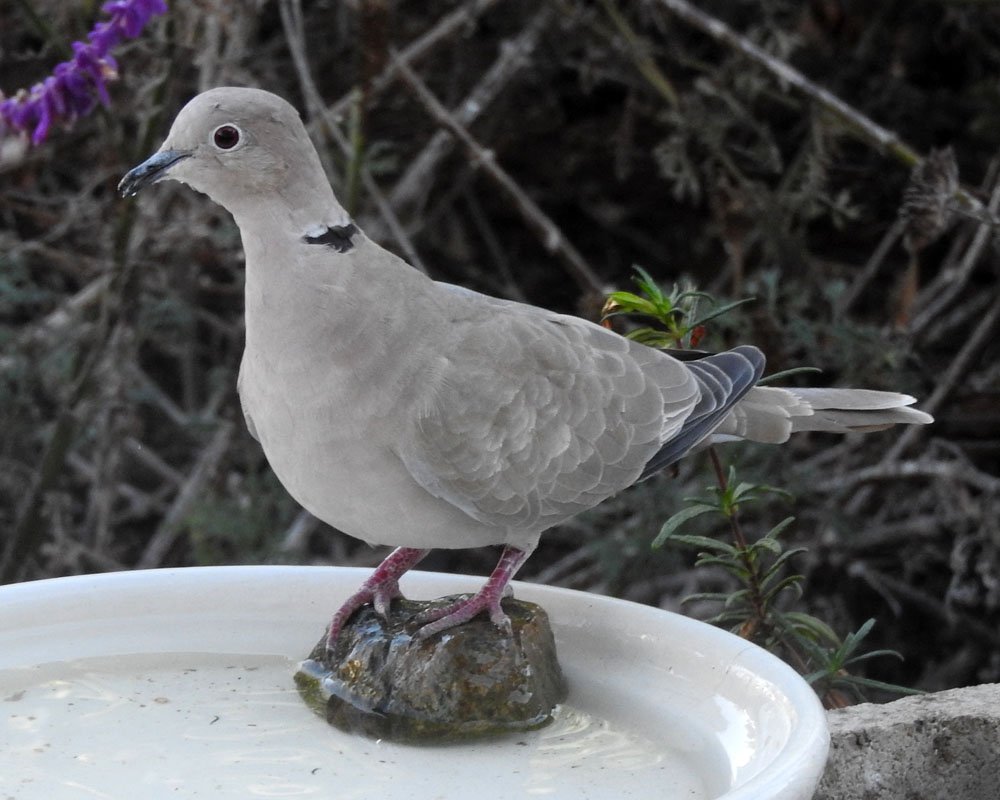 Solve Eurasian Collared Dove at the front yard bird bath, San Marcos ...