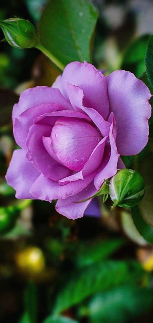 Jigsaw Puzzle | Růže | 18 pieces | Jigidi