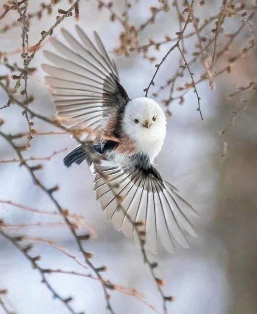 Solve Shima Enaga jigsaw puzzle online with 63 pieces