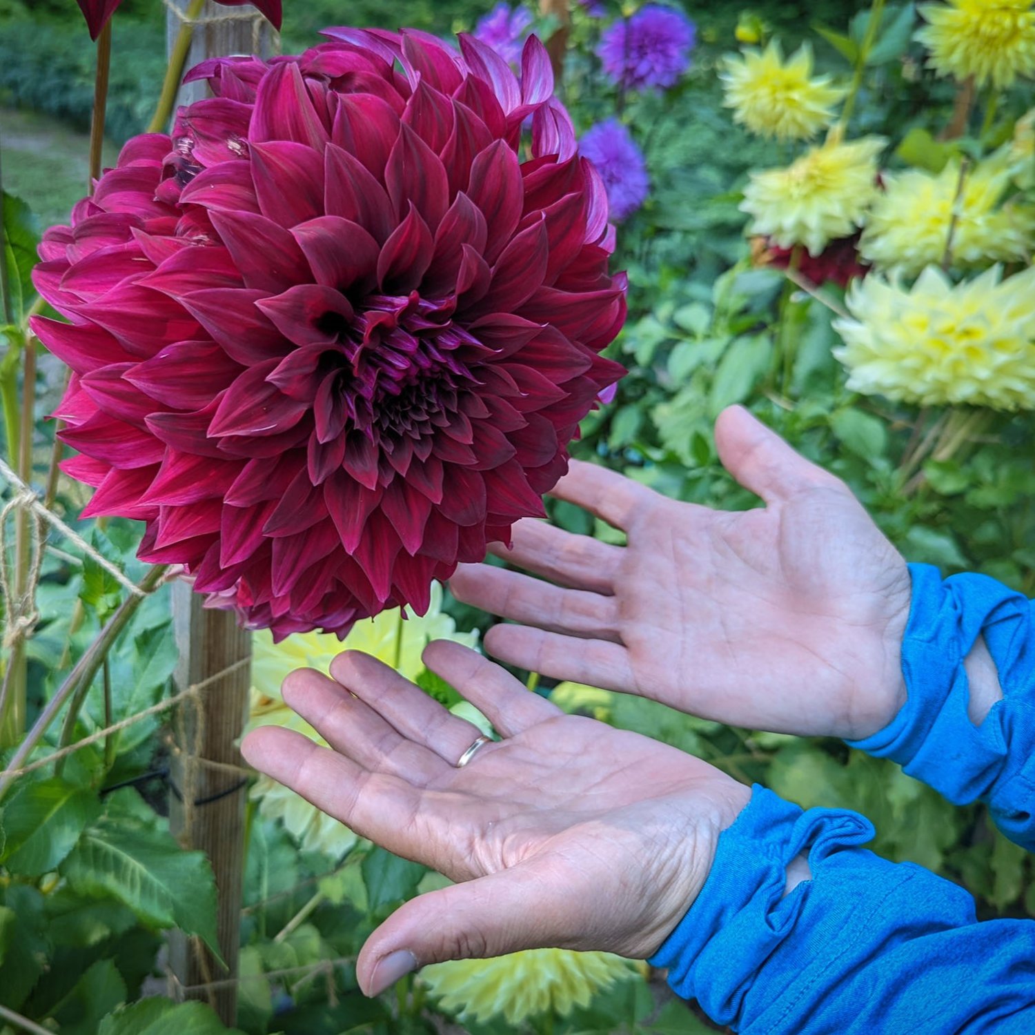Solve Beautiful Dahlia jigsaw puzzle online with 100 pieces