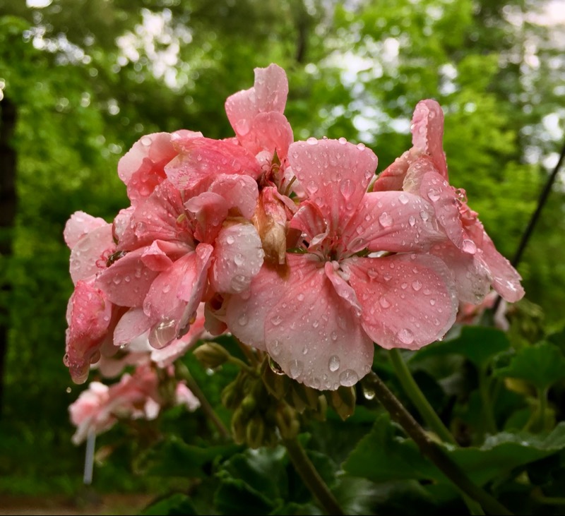 Solve Geranium after a rainfall jigsaw puzzle online with 16 pieces