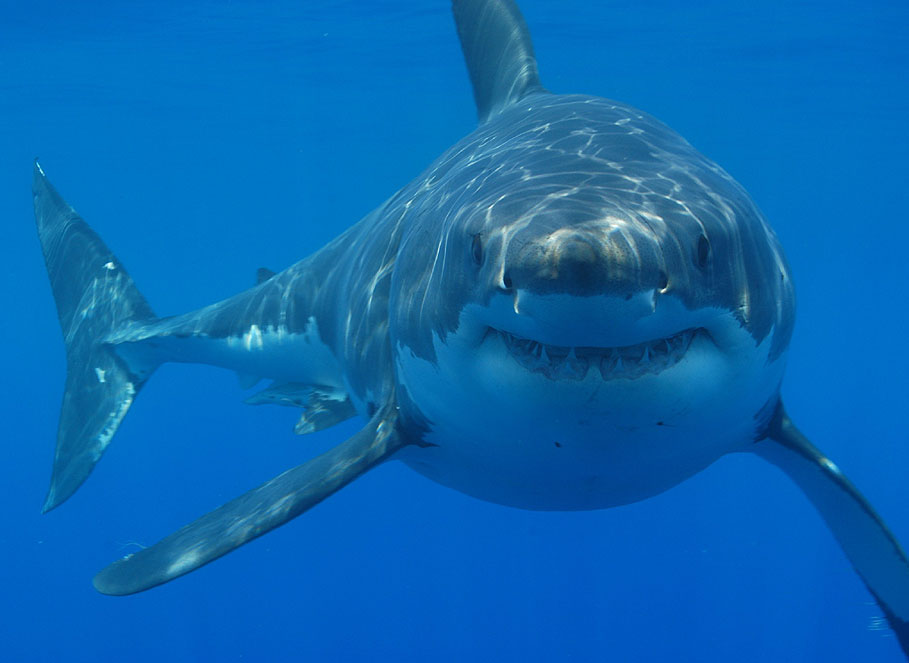 Solve Great_white_shark_south_africa jigsaw puzzle online with 165 pieces