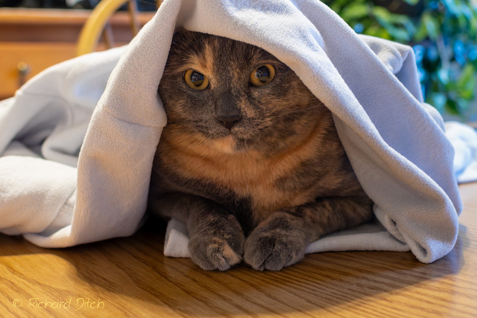 Jigsaw Puzzle | Trixie | 77 pieces | Jigidi