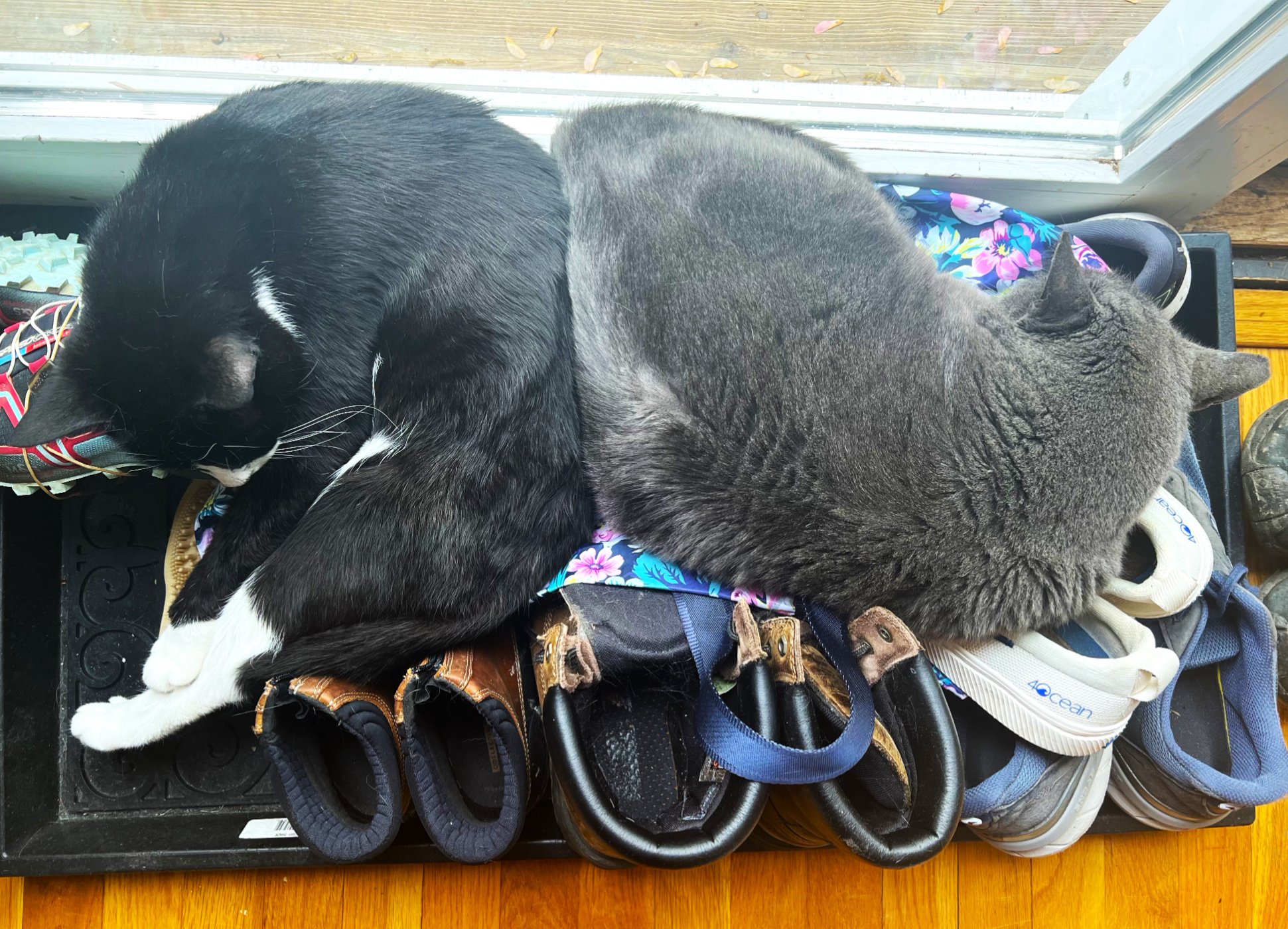 Solve Guarding the shoes jigsaw puzzle online with 70 pieces