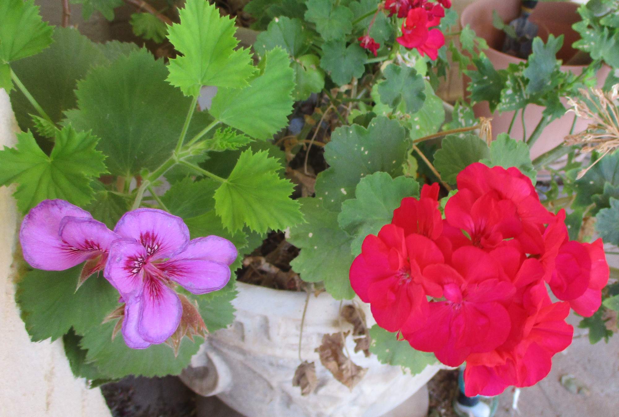 Solve pelargonium and geranium jigsaw puzzle online with 204 pieces