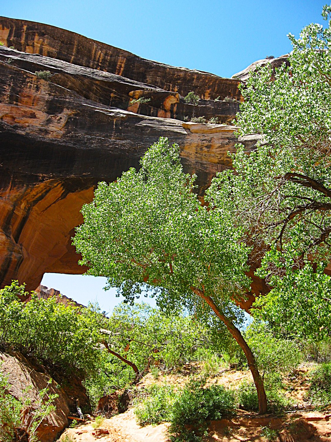 Solve Natural Bridges UT jigsaw puzzle online with 80 pieces