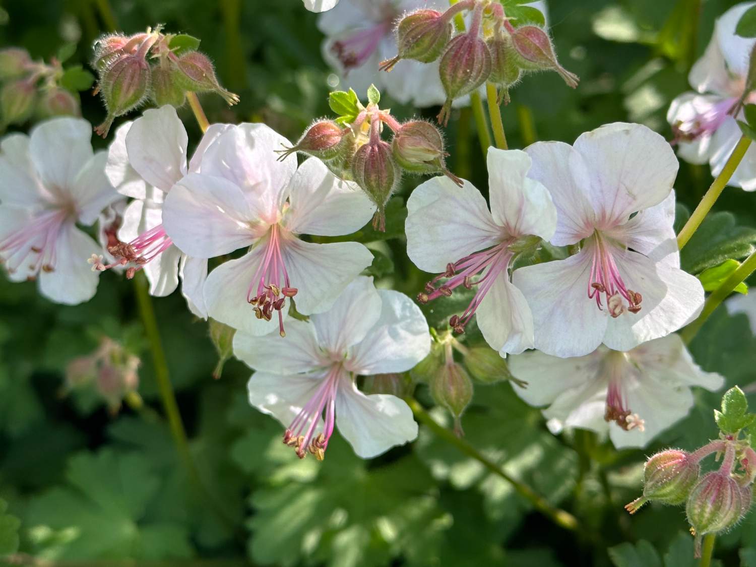 Solve pink geraniums jigsaw puzzle online with 63 pieces