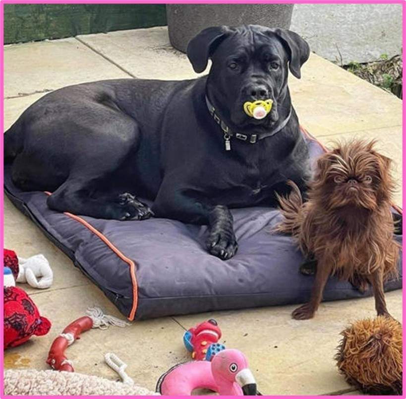 Solve Big Baby and Little Meany! jigsaw puzzle online with 36 pieces