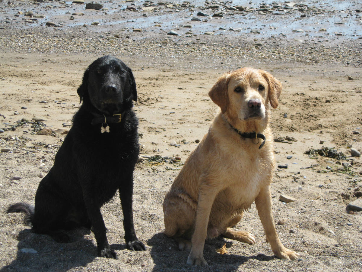 Solve Boys at Filey, England jigsaw puzzle online with 80 pieces