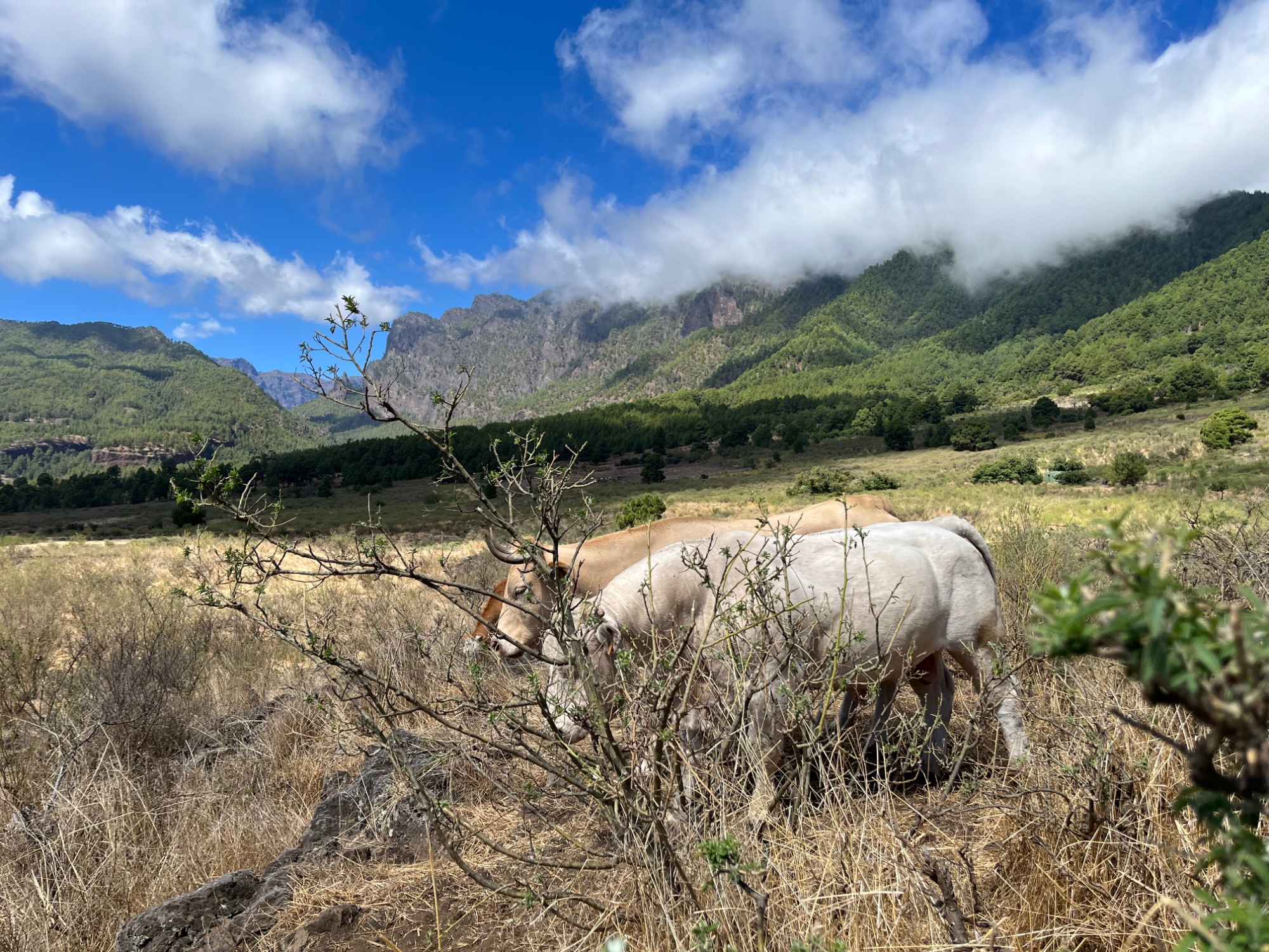 Solve Grazing cattle jigsaw puzzle online with 336 pieces