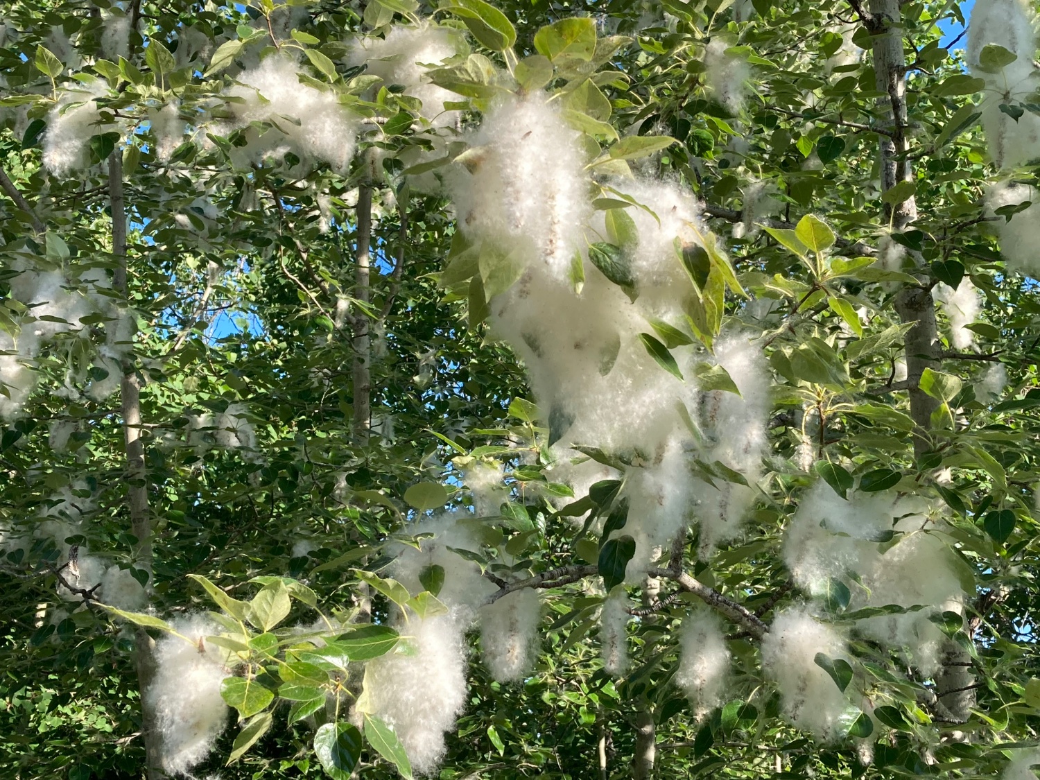 Solve Poplar seed pods (fluff) jigsaw puzzle online with 12 pieces