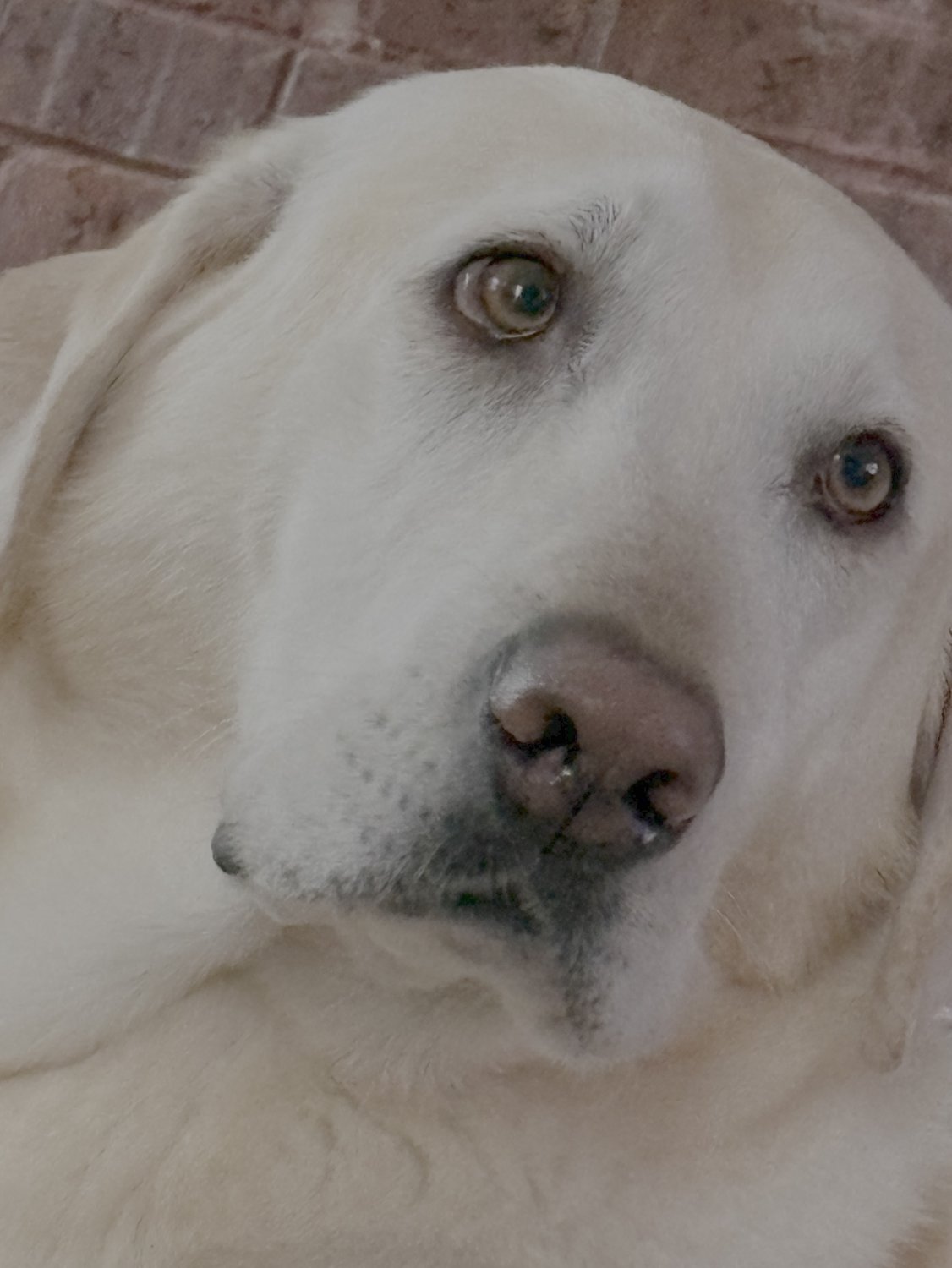 Solve Sully jigsaw puzzle online with 63 pieces