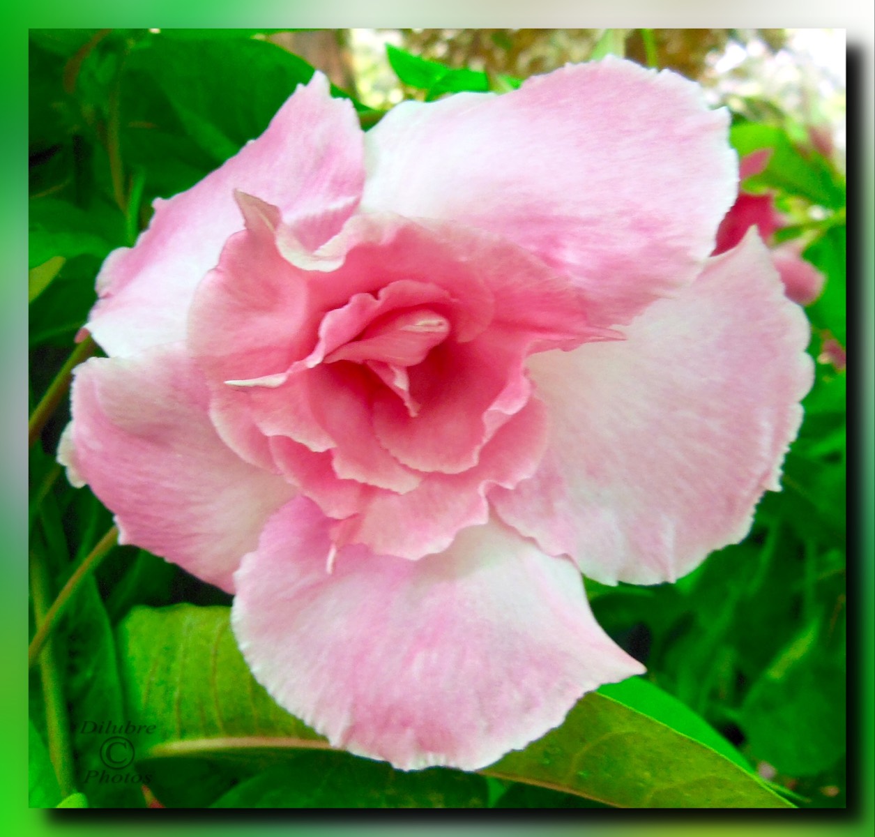 Solve Mandevilla double jigsaw puzzle online with 420 pieces