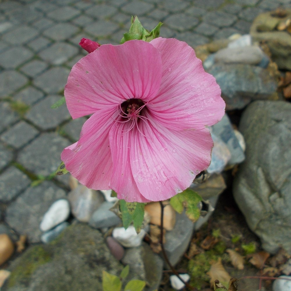 Solve KVÍTEK jigsaw puzzle online with 9 pieces