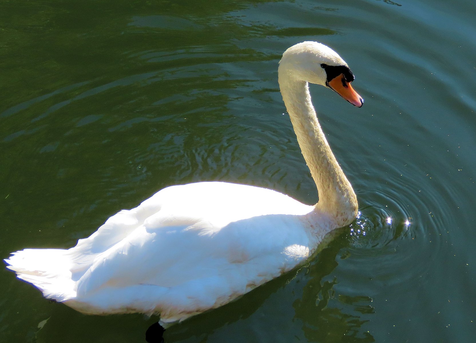 Solve mute swan (knobbelzwaan) jigsaw puzzle online with 54 pieces