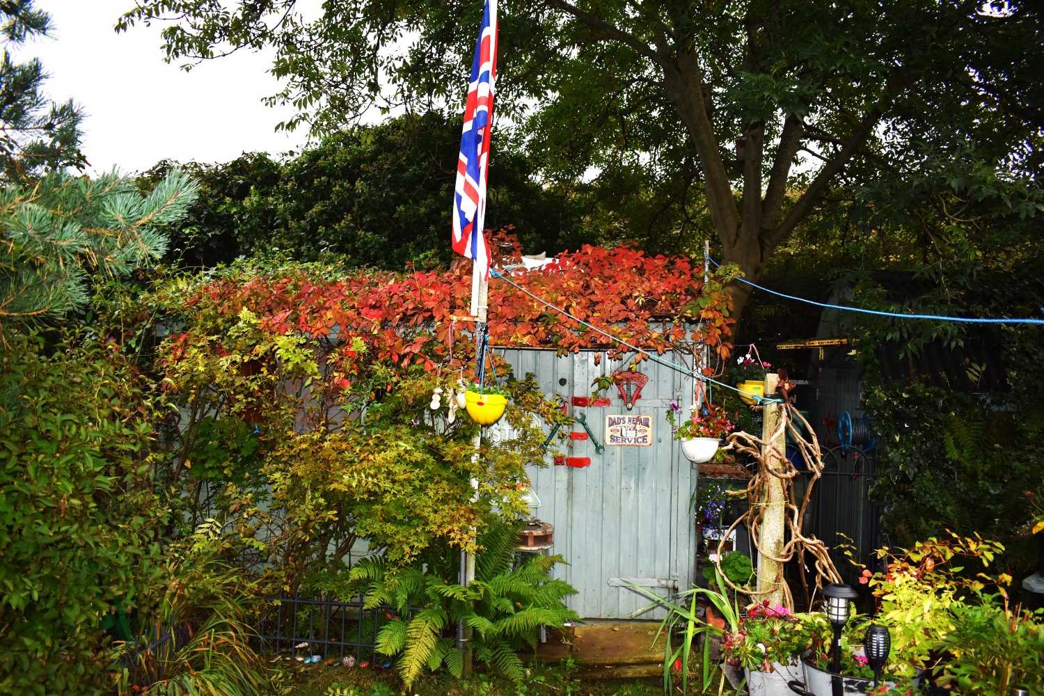 Solve 🍁The Virginia Creeper on the garden shed roof is changing to red ...