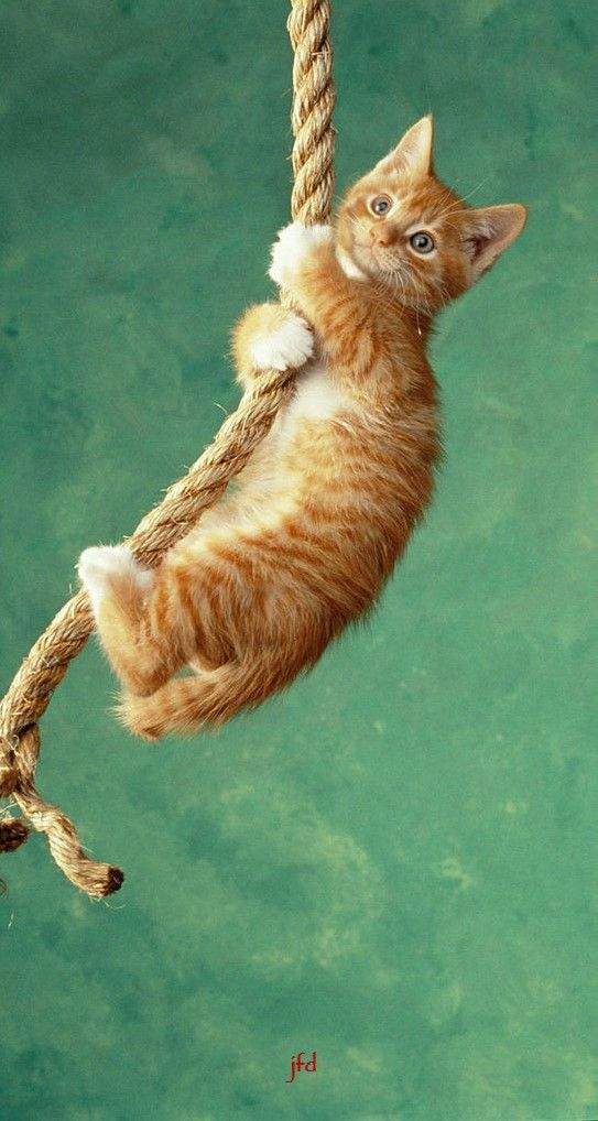 Jigsaw Puzzle | Kitty climbing rope | 45 pieces | Jigidi