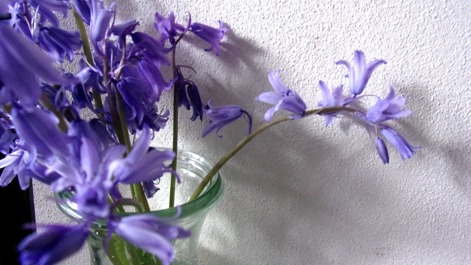 Solve Španělské ladonky, latinsky hyacinthoides hispanica. - Spanish ...