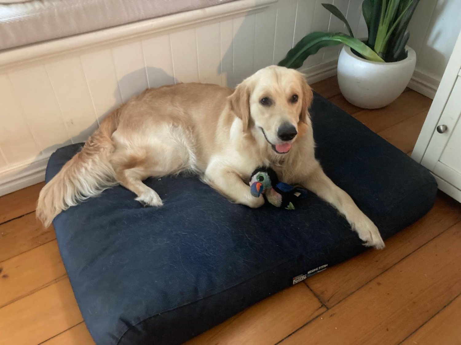 Solve Ruff and his toy jigsaw puzzle online with 12 pieces