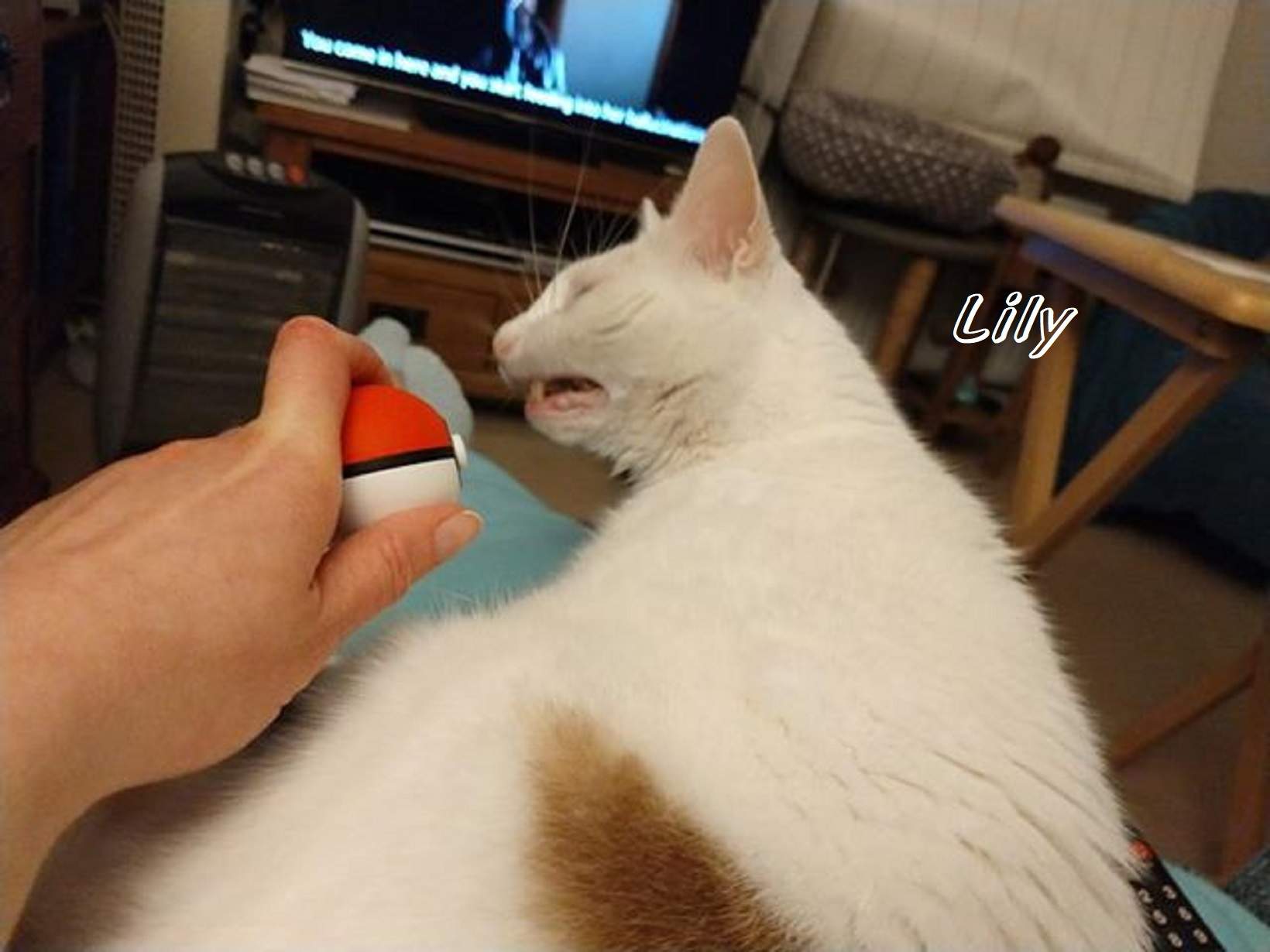 Solve Lily 0174 - (Storyboard 6) "Go away Pokémon Gotcha ball" (2 of 2 ...